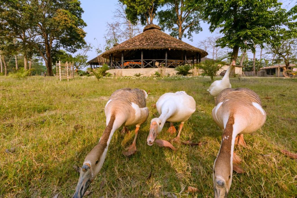 Exclusive Meghauli Wildlife Safari Package by Janaki Darshan Tours and ...